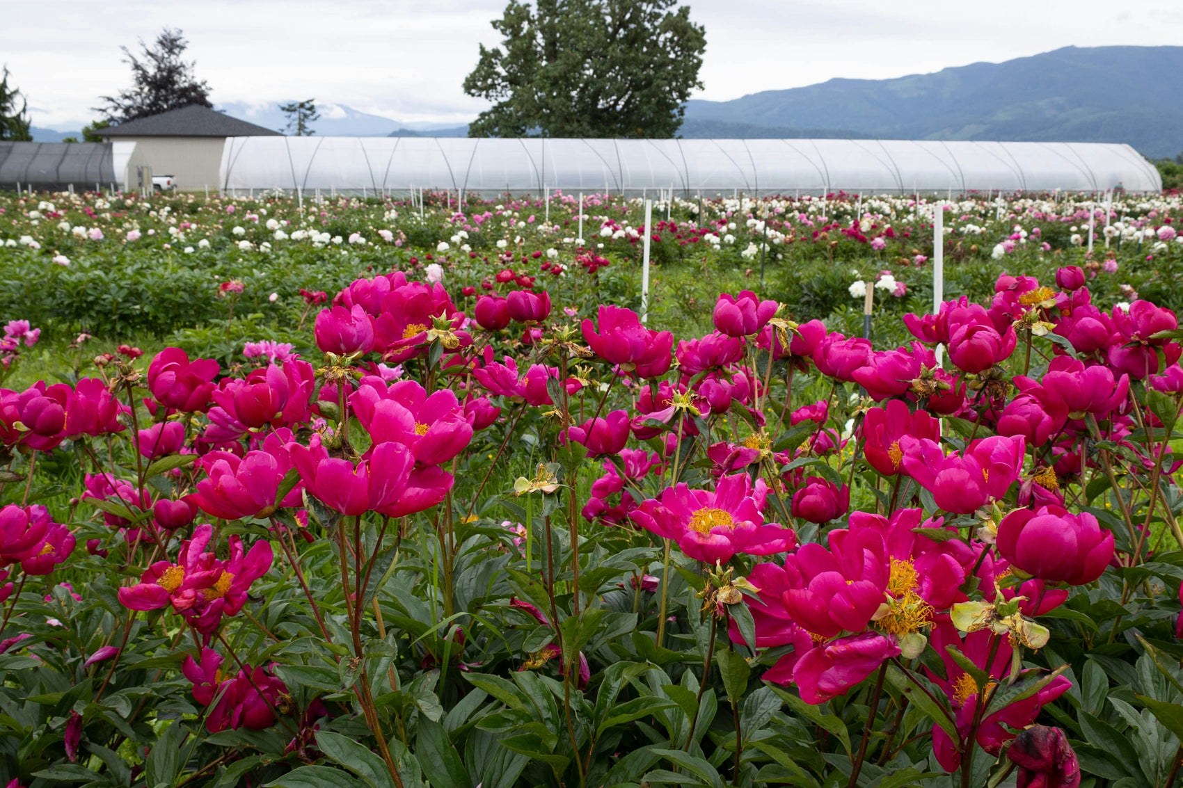 Where Vendors Source Flowers: Key Supply Chain Insights