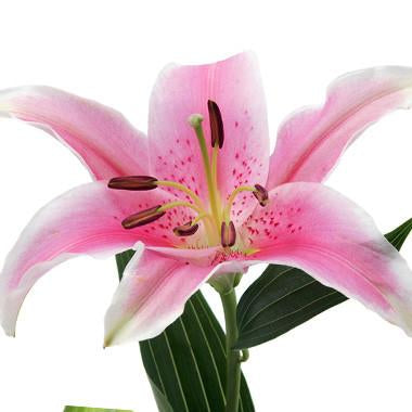 Wholesale Lilies, Lilies in Bulk | WholesaleFlowers.net