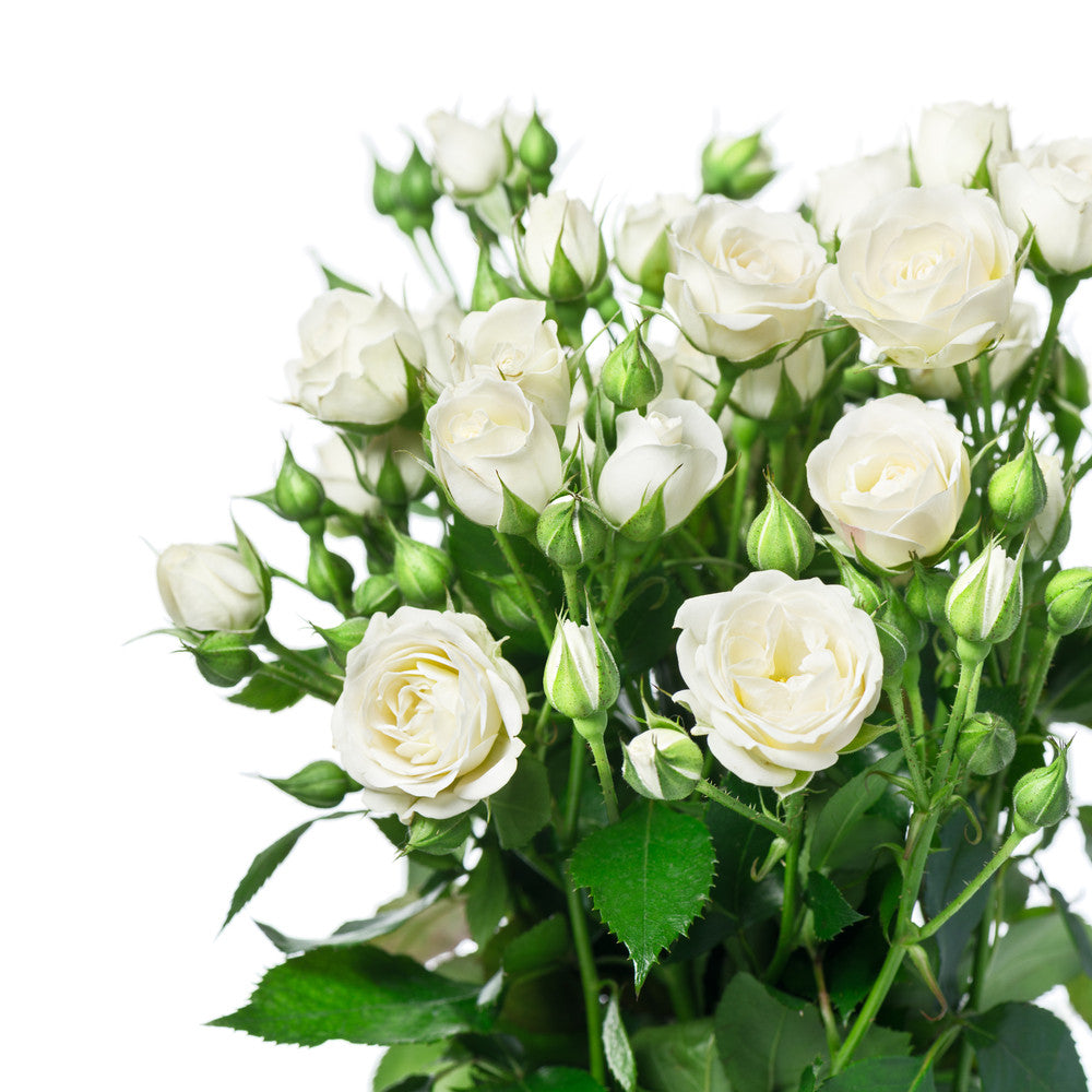Wholesale Spray Roses, buy Spray Roses in Bulk | BloomsyShop.com