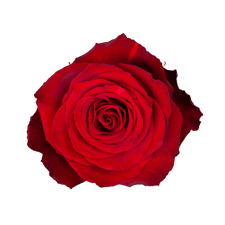 Wholesale Red Roses, Red Roses in Bulk | WholesaleFlowers.net