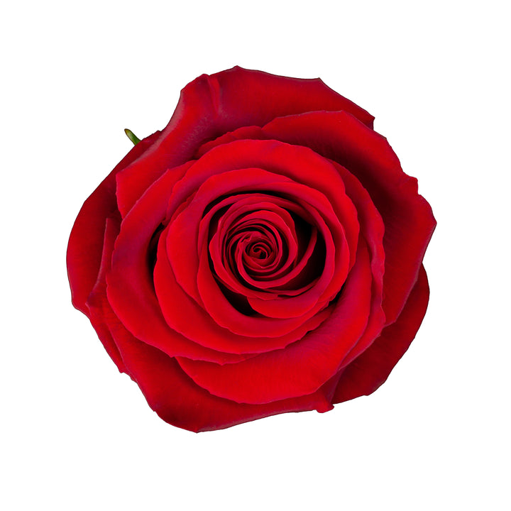 Wholesale Red Roses, Red Roses in Bulk | WholesaleFlowers.net