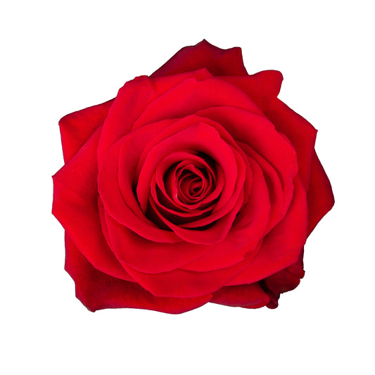 Wholesale Red Roses, Red Roses in Bulk | WholesaleFlowers.net