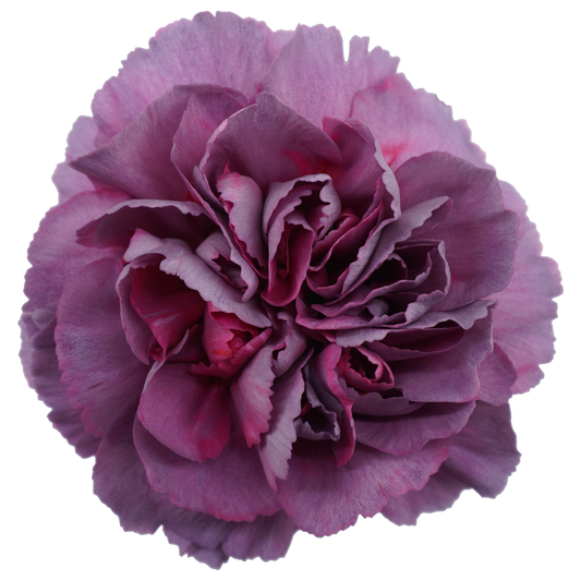 Wholesale Carnations, Carnations in Bulk | WholesaleFlowers.net