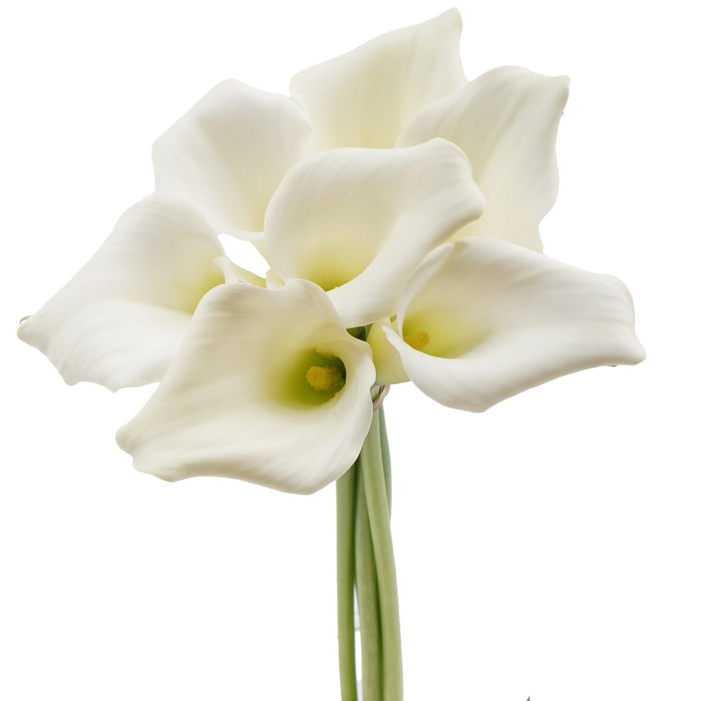 White Mini Calla - Fresh Cut Flowers | WholesaleFlowers.net