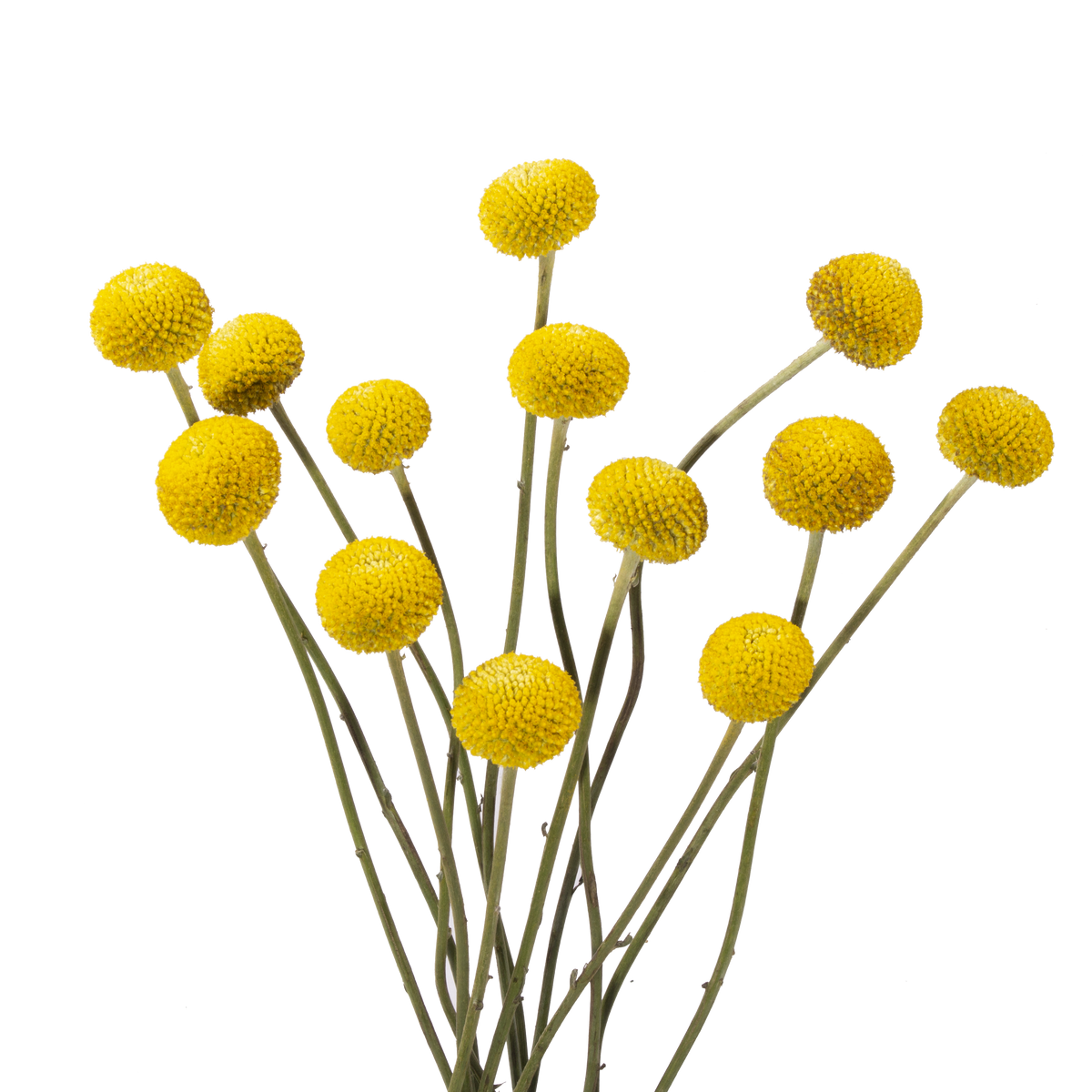 Yellow Craspedia - Fresh Cut Flowers | WholesaleFlowers.net