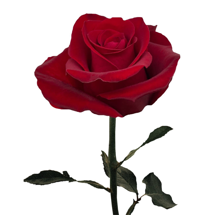 Wholesale Red Roses, Red Roses in Bulk | WholesaleFlowers.net