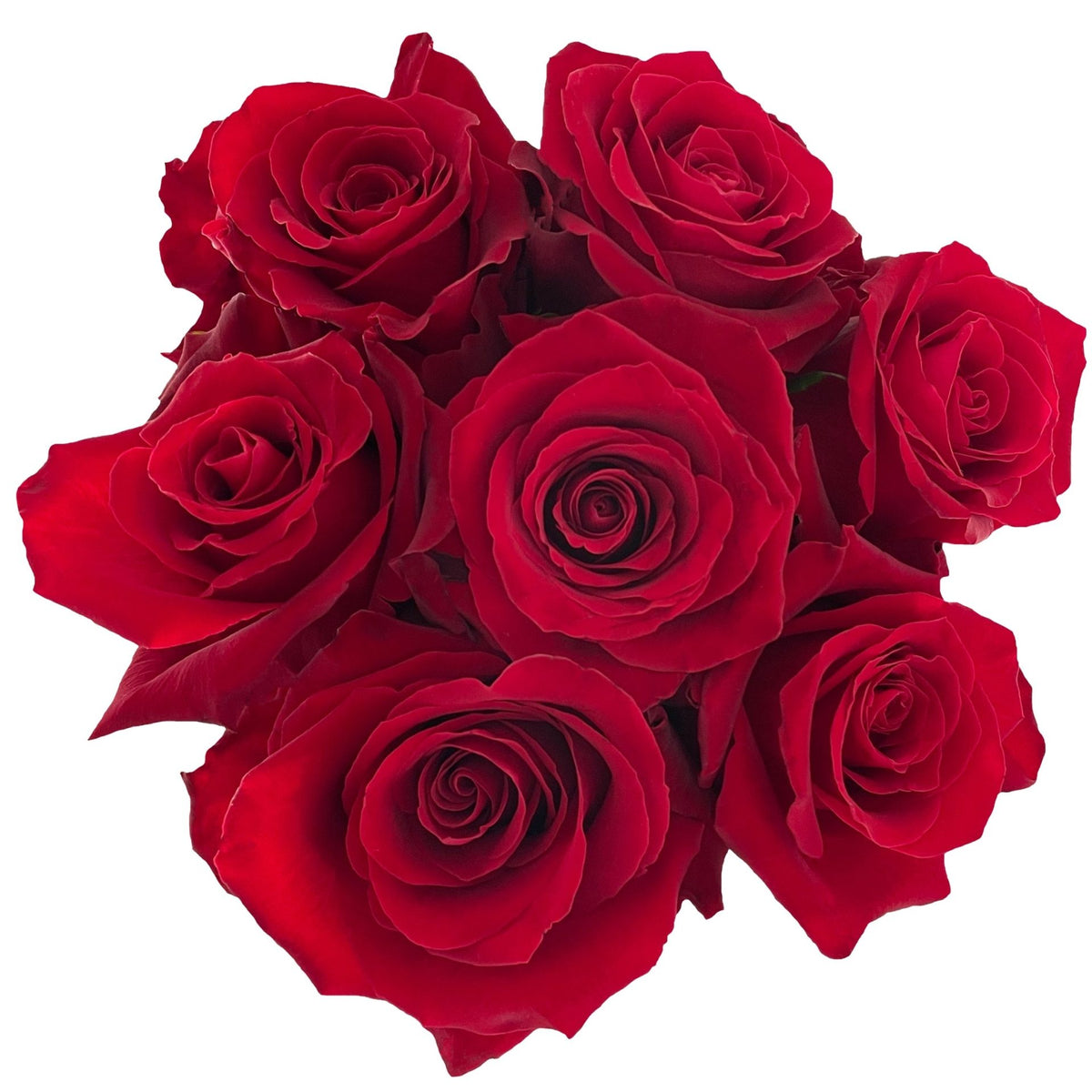 Red roses, wholesale roses, Fortune Roses | WholesaleFlowers.net