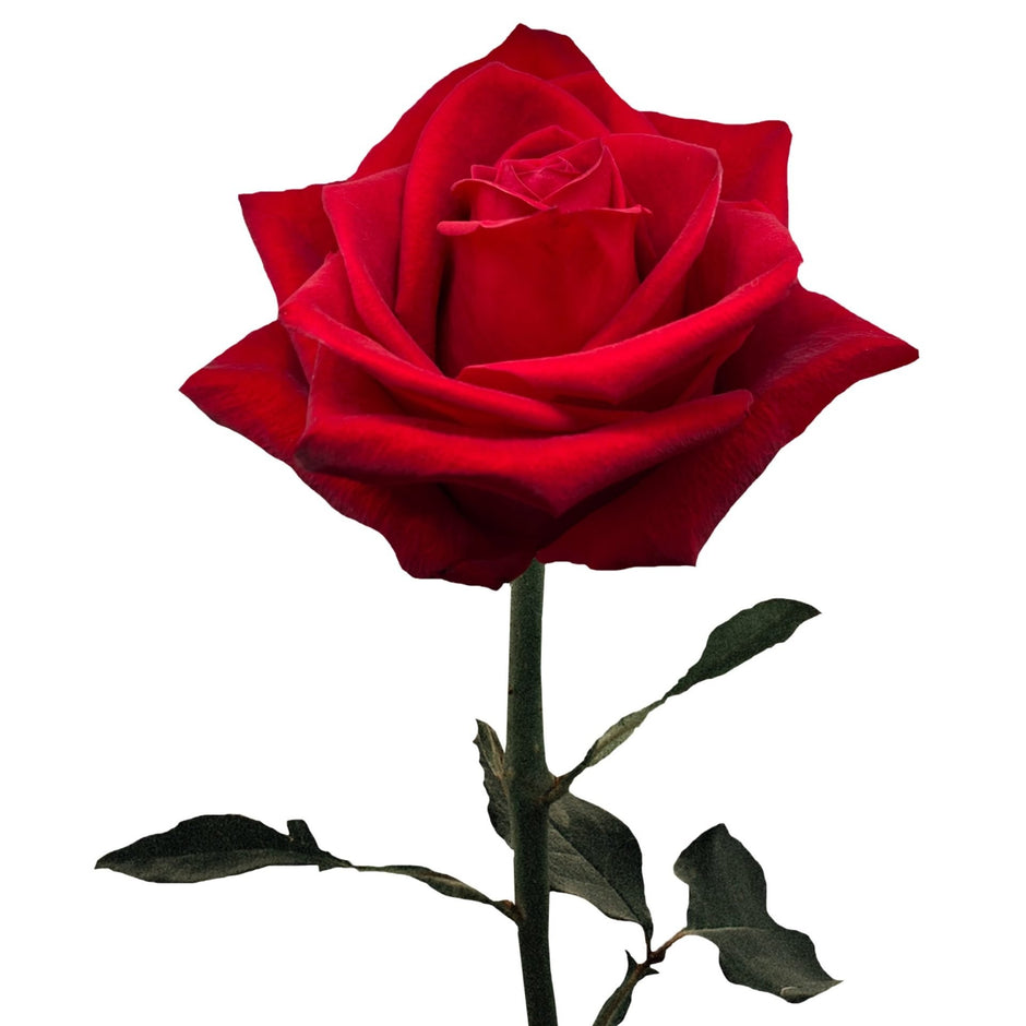 Wholesale Red Roses, Red Roses in Bulk | WholesaleFlowers.net