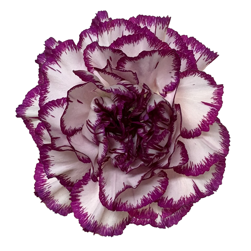 Wholesale Carnations, Carnations in Bulk | WholesaleFlowers.net