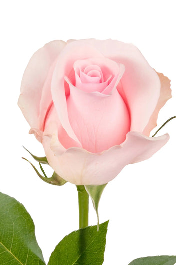 Light Pink Roses, wholesale roses, Nena Roses | WholesaleFlowers.net