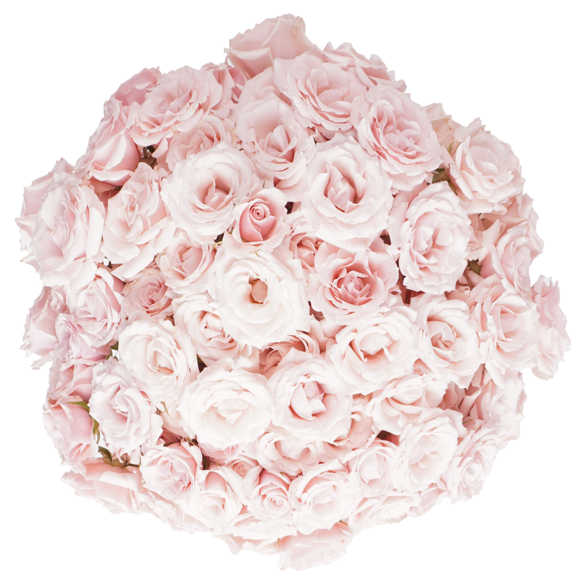 Light Pink Spray Roses - Fresh Cut Flowers | WholesaleFlowers.net