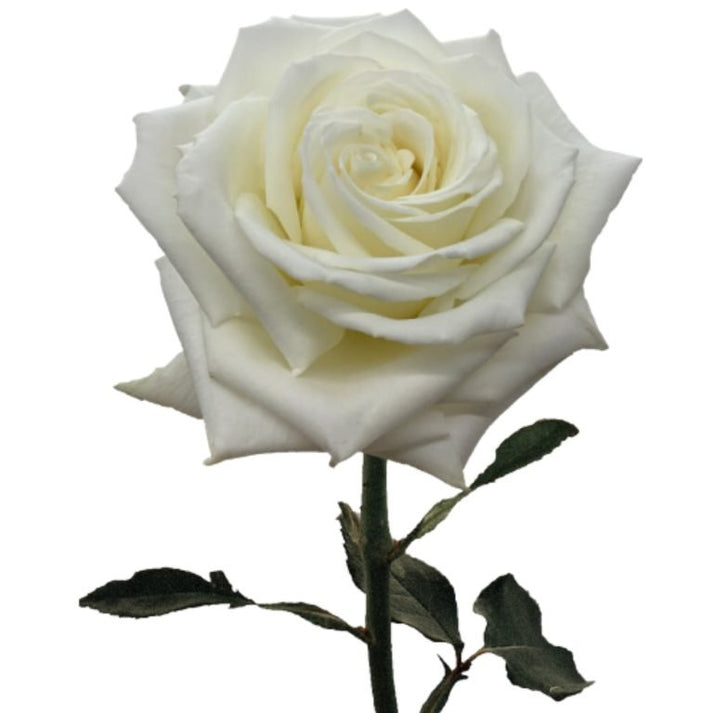 White Roses, wholesale roses, Playa Blanca Roses | WholesaleFlowers.net