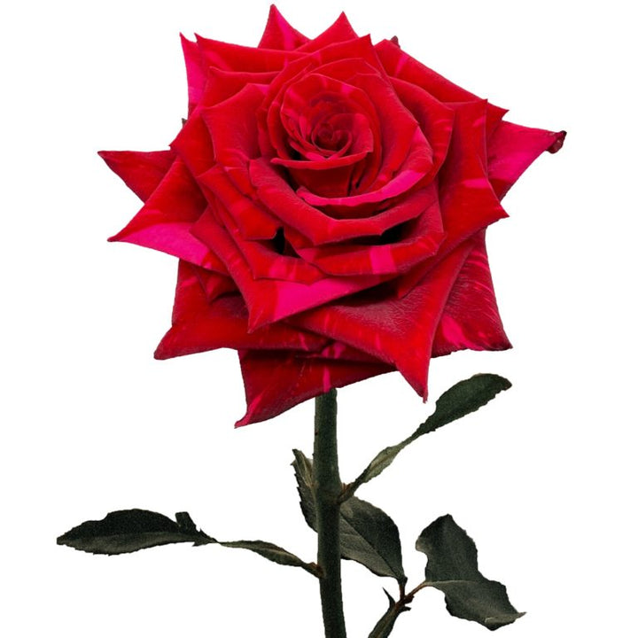 Wholesale Red Roses, Red Roses in Bulk | WholesaleFlowers.net