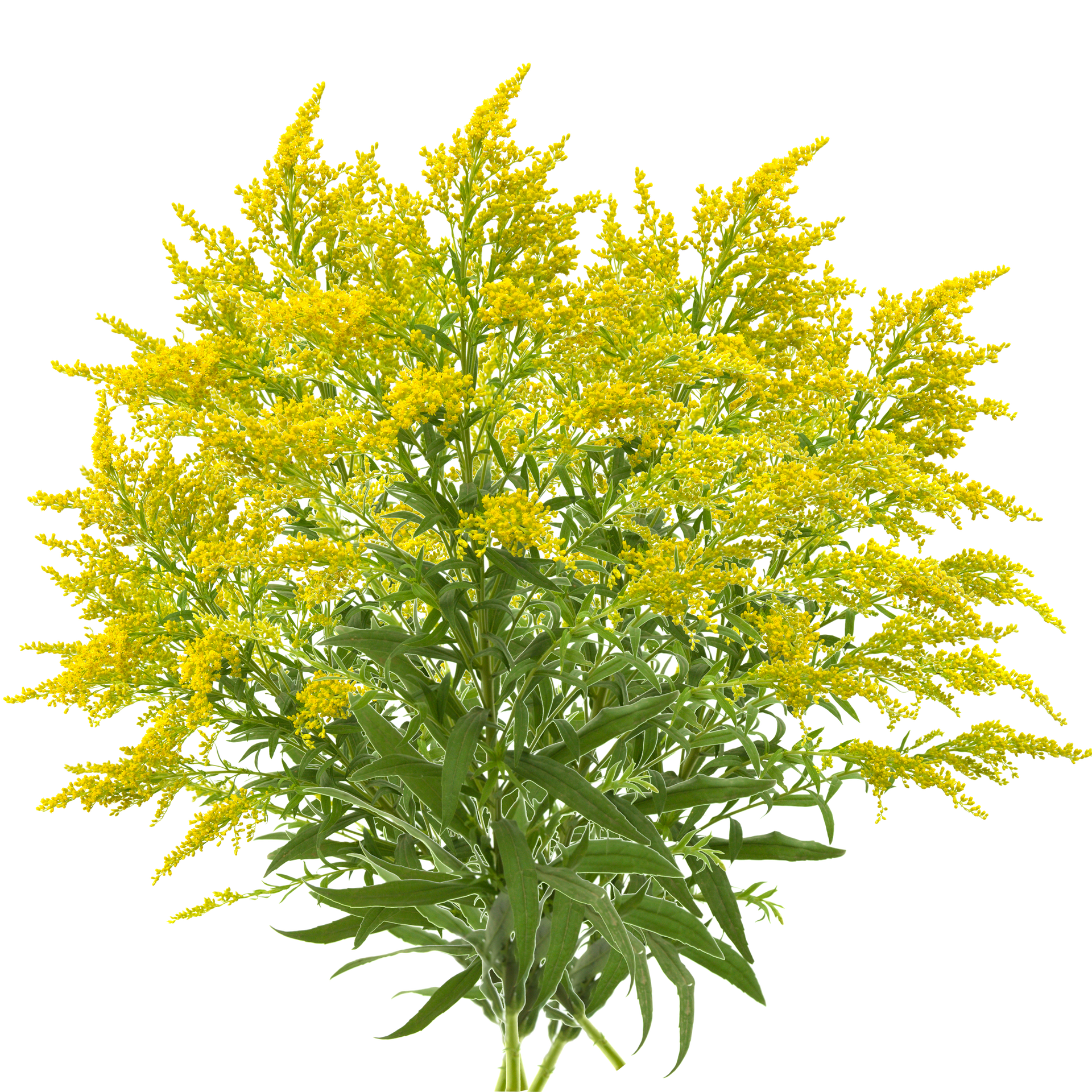 Yellow Solidago - Fresh Cut Flowers | WholesaleFlowers.net