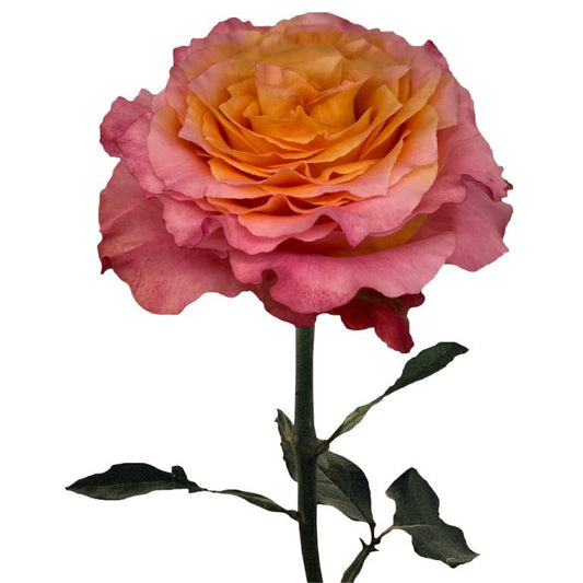 Bi-Color Orange & Yellow Roses