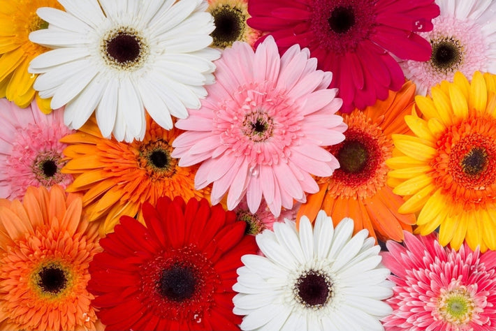 Wholesale Flowers Online - Bulk Flowers for Events