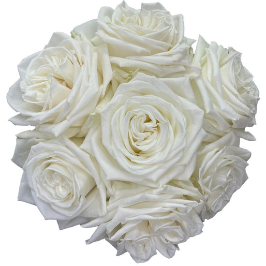 White Roses, wholesale roses, Playa Blanca Roses | WholesaleFlowers.net