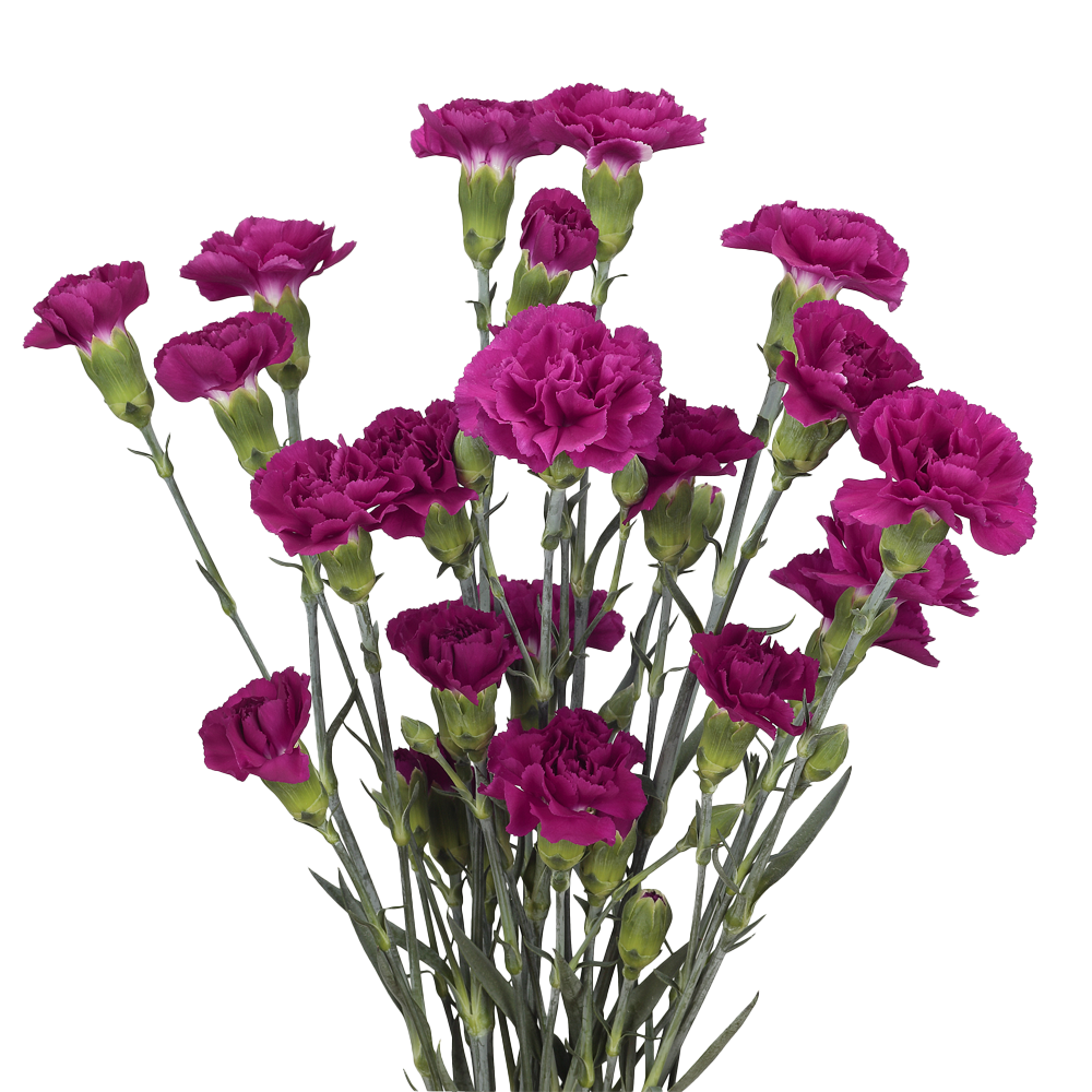 Purple Mini Carnation - Fresh Cut Flowers | WholesaleFlowers.net