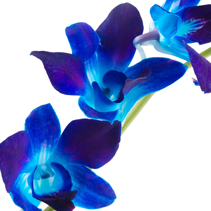 Blue Dendrobium Orchids